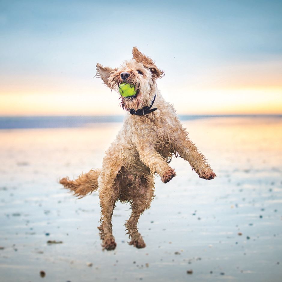 ICG 'Birthday Gallery Ball Catch' Birthday Card — Maple Gifts