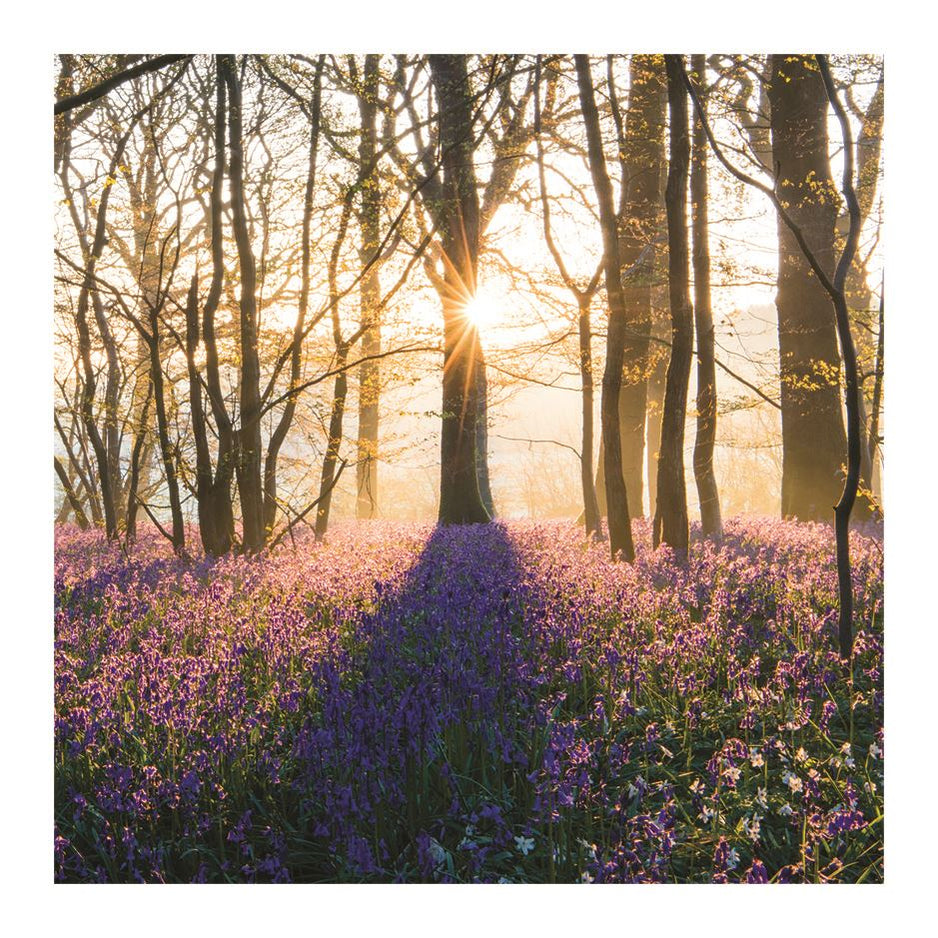 ICG 'Birthday Gallery Sunrise Through Trees' Birthday Card — Maple Gifts